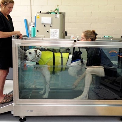 Two Hands Four Paws - West Los Angeles - 2240 Federal Ave