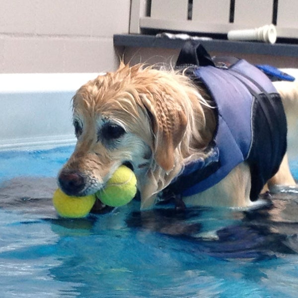 Two Hands Four Paws - West Los Angeles - 2240 Federal Ave