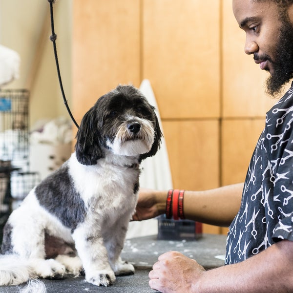 City Dogs - Northwest Washington - 1832 18th St NW