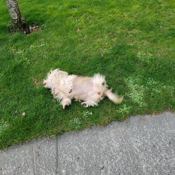 Spring Street Mini Park - E Spring St. & 15th Ave.