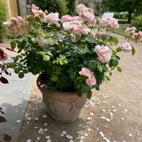 University of Oxford Botanic Garden - Rose Ln
