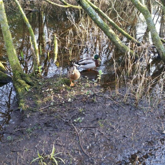 Onchan Wetlands Nature Reserve