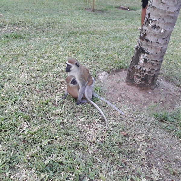 Fort Jesus Museum - Pangoni, Mombasa
