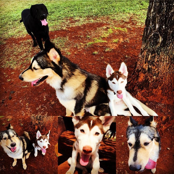 Mililani Dog Park - Mililani Town, HI
