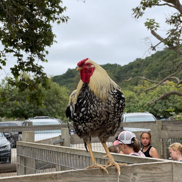 Avila Valley Barn - Farm