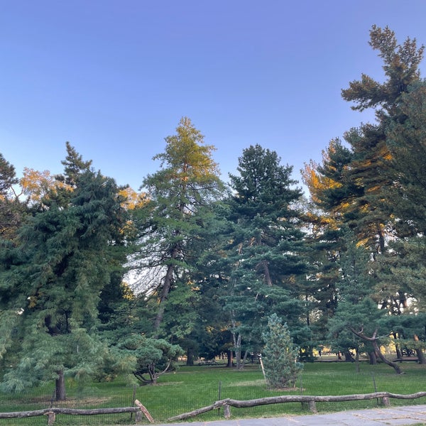 Arthur Ross Pinetum - Central Park - Central Park W