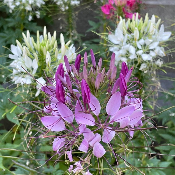 Photos at Engineers' Gate - Central Park - 5th Ave