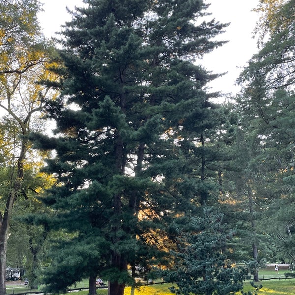 Arthur Ross Pinetum - Central Park - Central Park W