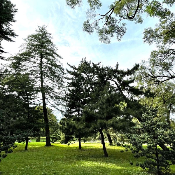 Arthur Ross Pinetum - Central Park - Central Park W