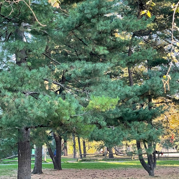 Photos at Arthur Ross Pinetum - Central Park - Central Park W