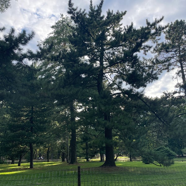 Arthur Ross Pinetum - Central Park - Central Park W