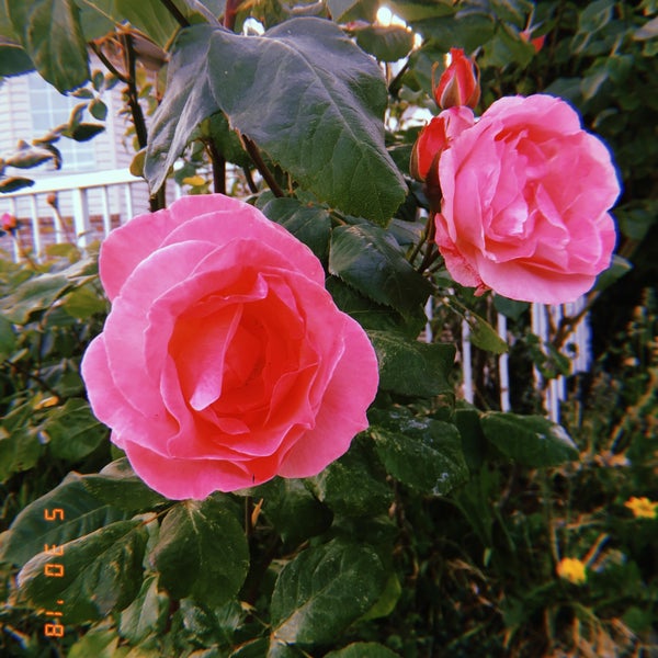 Photos at Ernie Winch Park - Burnaby, BC