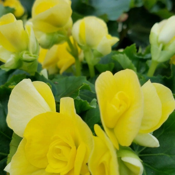 Photos at Kane's Flower World - Rt 114