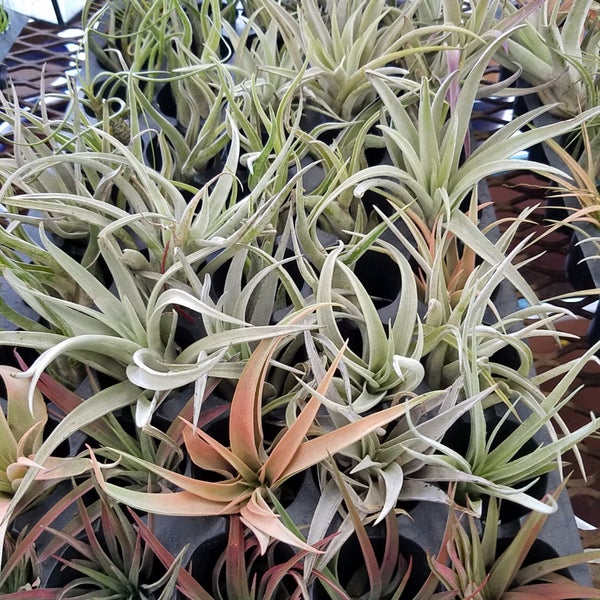 Photos at Kane's Flower World - Rt 114