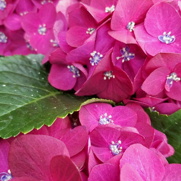 Photos at Kane's Flower World - Rt 114