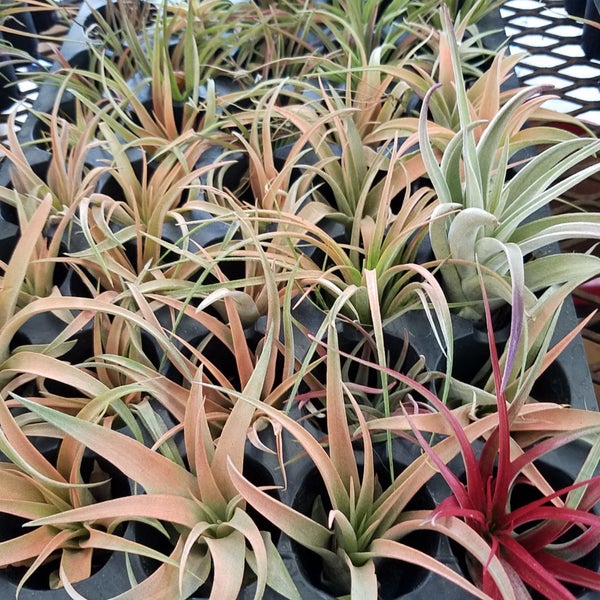 Photos at Kane's Flower World - Rt 114