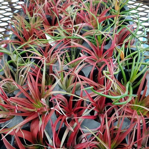 Photos at Kane's Flower World - Rt 114