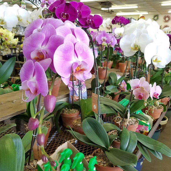 Photos at Kane's Flower World - Rt 114