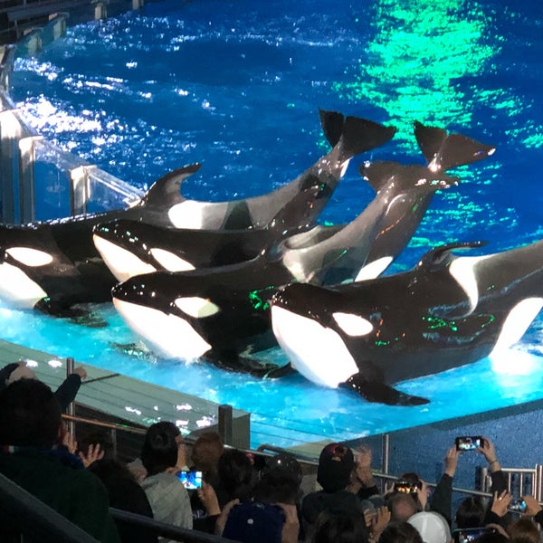 Seaworld Shamu Rocks