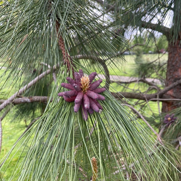 Photos at Ed Benedict Park - Park in Portland