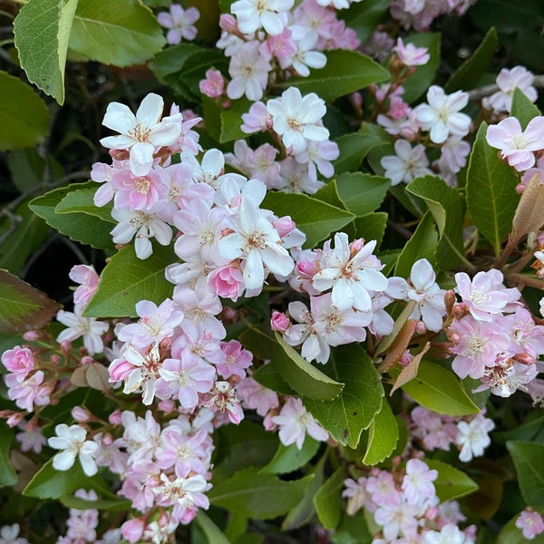 Ibach Park - Sherwood - Tualatin South - Tualatin, OR
