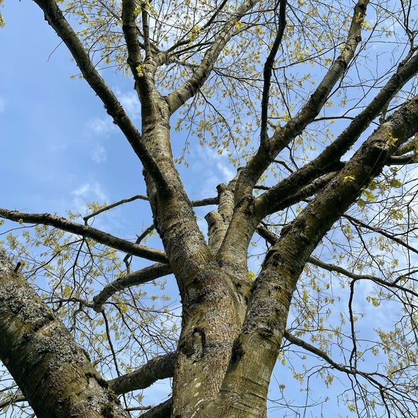 Photos at Ed Benedict Park - Park in Portland