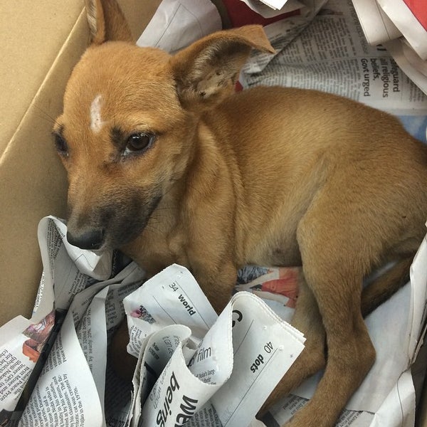 Yap Animal Clinic - Klang, Selangor