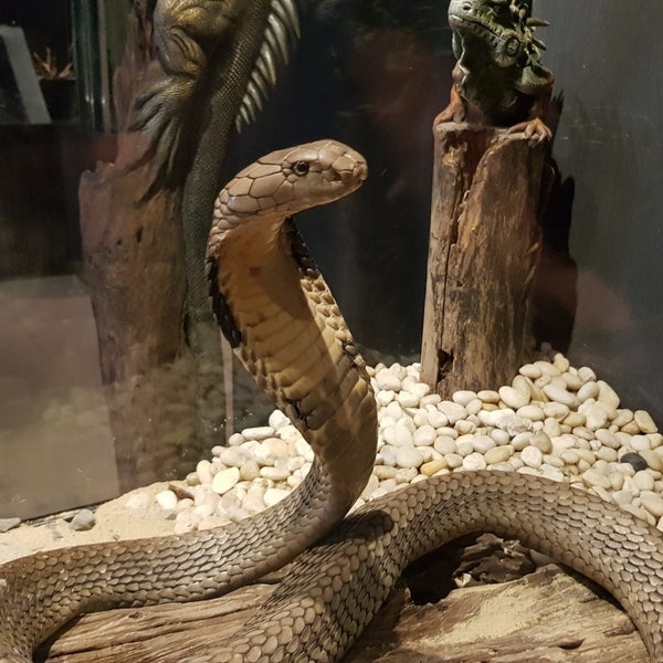 Phuthai Snake Farm - 7 tips