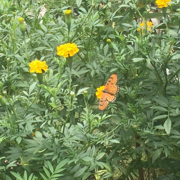 Badulla | බදුල්ල | பதுளை - City