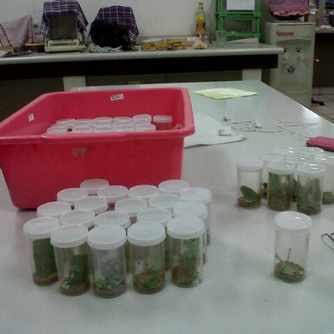 Laboratorium Fisiologi Dan Toksikologi Serangga IPB - College Lab in Bogor