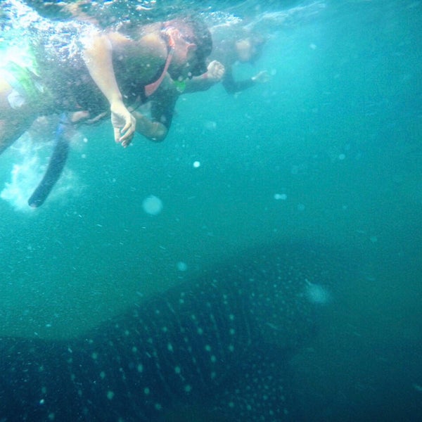 Butanding / Whale Shark Diving - Other Great Outdoors in Donsol