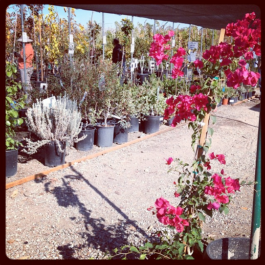 Our City Forest Nursery and Training Center - Central San Jose - San ...