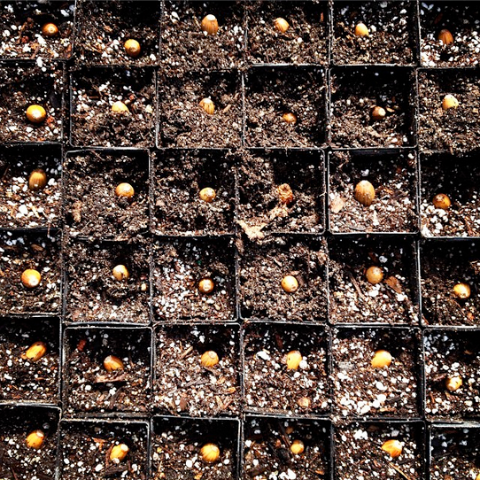 Our City Forest Nursery and Training Center - Central San Jose - San ...