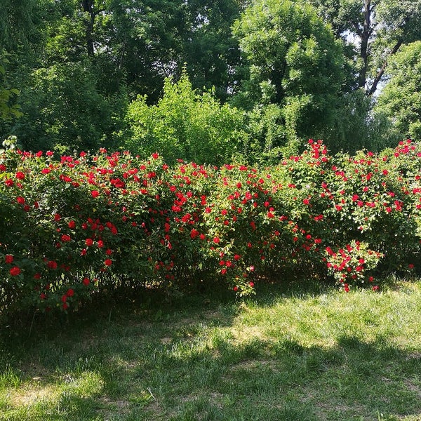 Parcul Bordei - Primăverii - str. I. S. Turgheniev