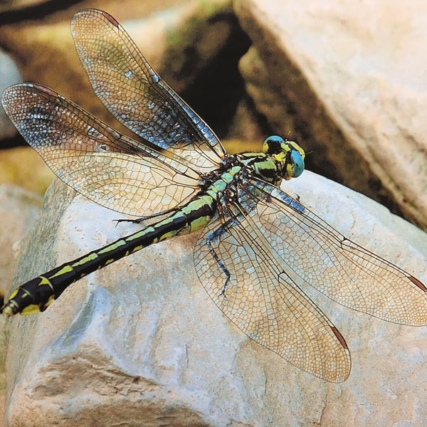 Bruce T. Halle Library - Ypsilanti, MI