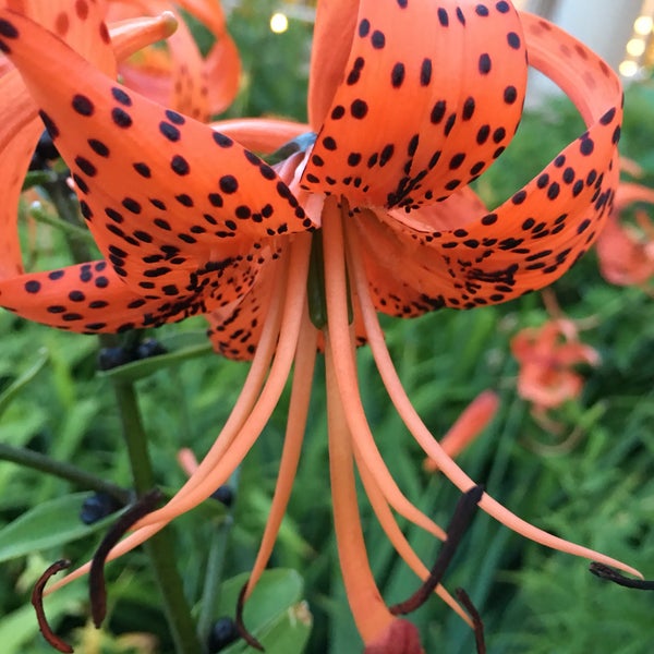 Meri Lou Murray Recreation Center - Recreation Center in Ann Arbor