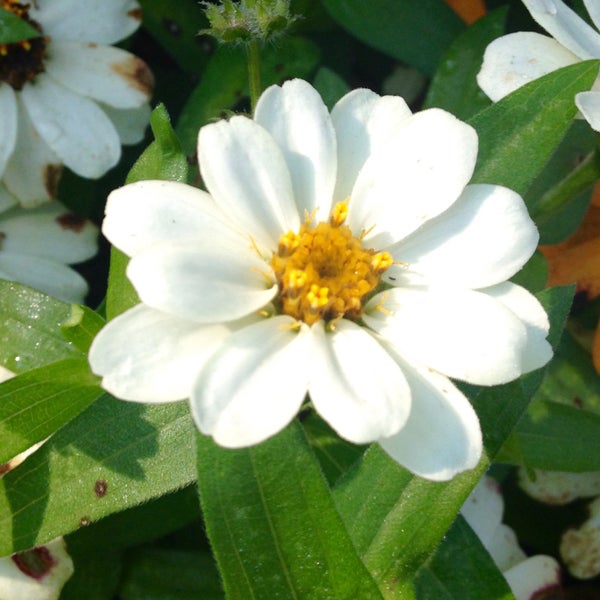 Lake Michael - Mebane, NC