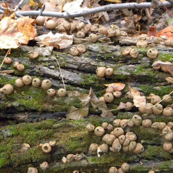 Lake Michael - Mebane, NC