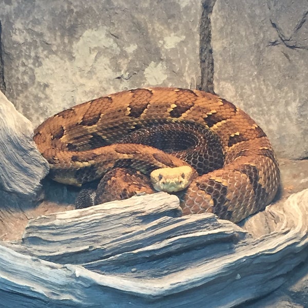 Photos at Bear Mountain Zoo and Trailsides Museum - 18 tips from 1038 ...