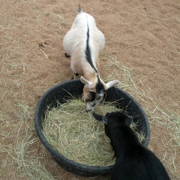 Jacksonville Zoo- (Barbie) Goats - Zoo Exhibit in Jacksonville