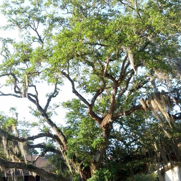 Photos at Landon Park - Playground in San Marco