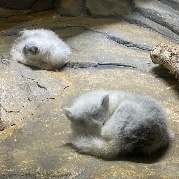 Arctic Fox Den 雪狐居 - 南区 - Polar Adventure, Summit, Ocean Park Hong Kong
