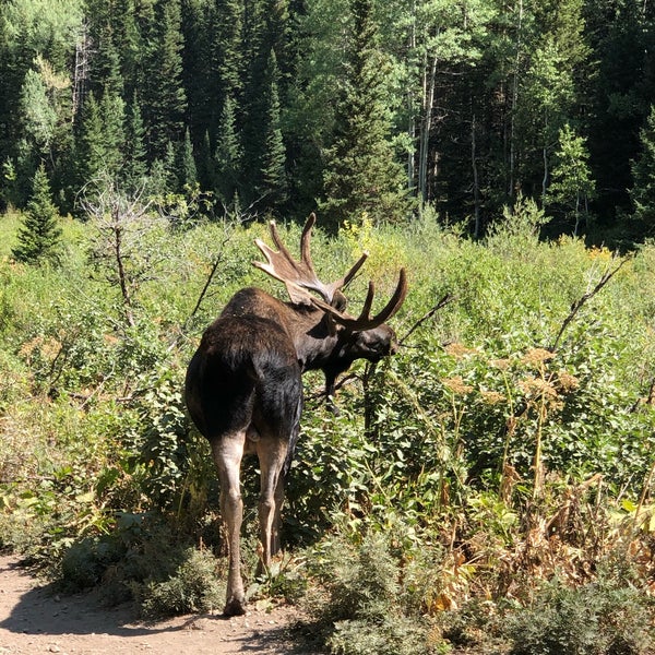 Wasatch National Forest - 1 tip from 543 visitors