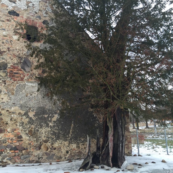 Cis - Najstarsze drzewo w Polsce - Henryków Lubański 293