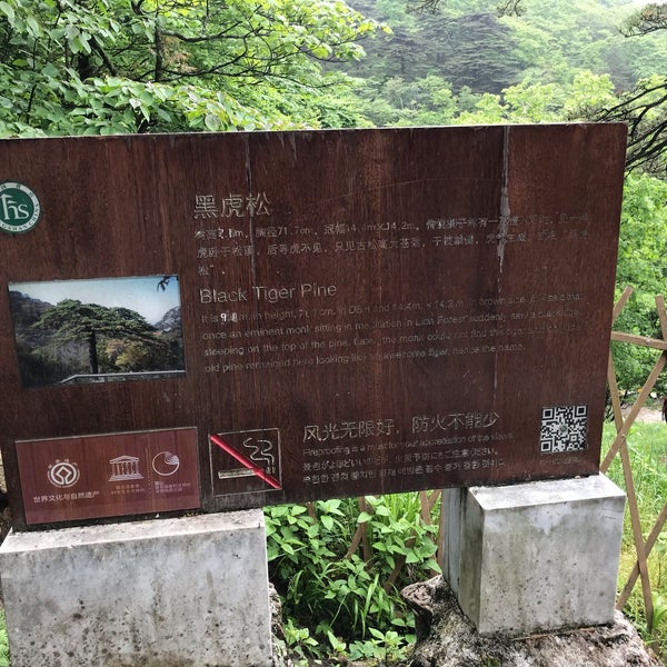Black Tiger Pine - Huangshan, 安徽