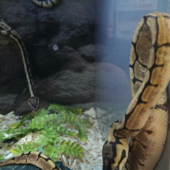 Petco - 2 tips