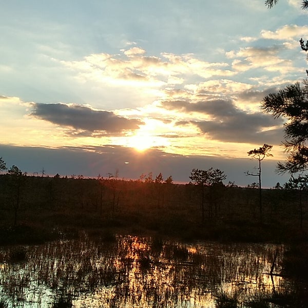 Raganu purvs - Forest