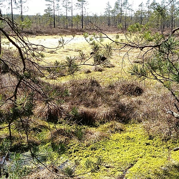 Raganu purvs - Forest