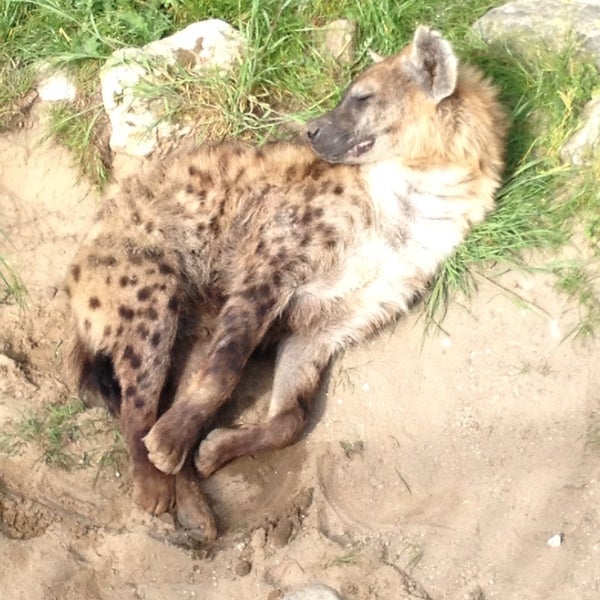 Hyena's - Zoo Exhibit in Blijdorp