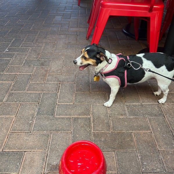 Yellow Dog Eats Kitchen and Bar - American Restaurant